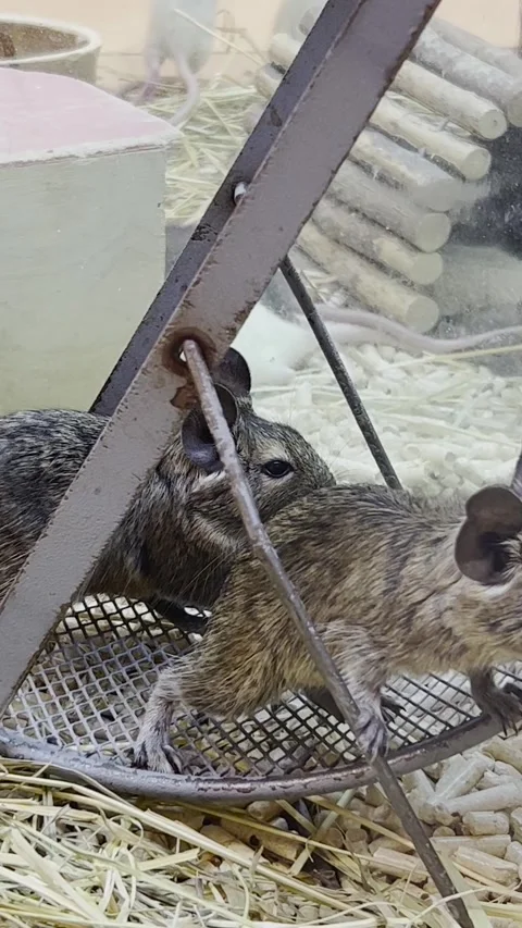 Prison Running Stock Footage ~ Royalty Free Stock Videos | Pond5