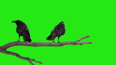 Two Ravens on a bare tree branch green s... | Stock Video | Pond5