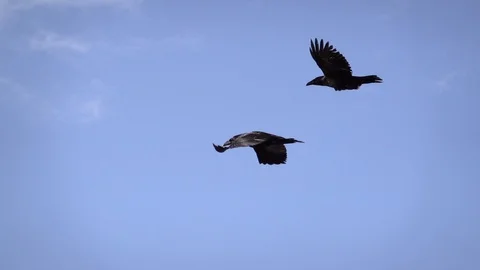 Ravens Flying Stock Videos – Royalty-Free HD & 4K Videos