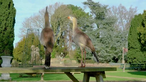 two red legged seriemas making a screami... | Stock Video | Pond5