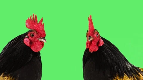 Rooster Green Screen Stock Footage ~ Royalty Free Stock Videos | Pond5