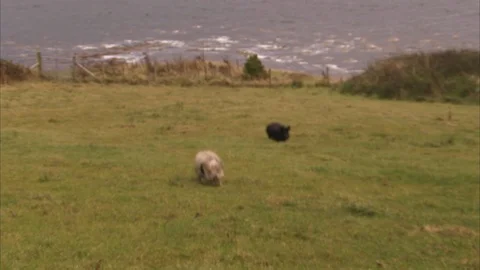 Pigs Running Stock Videos – Royalty-Free HD & 4K Videos