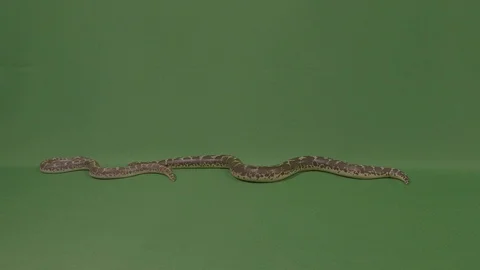 Two scary pythons snakes slithering on g... | Stock Video | Pond5