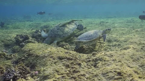 Two Sea Turtles of different species fee... | Stock Video | Pond5