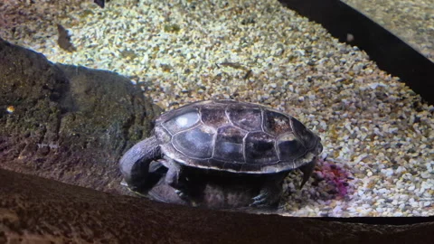 Two sea turtles mating in aquarium | Stock Video | Pond5