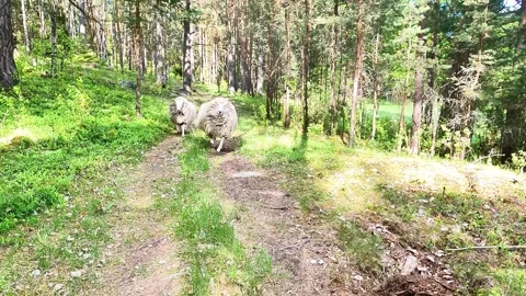Two sheep come running on the path from ... | Stock Video | Pond5