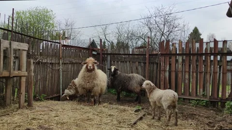 Fear The Lamb Stock Videos – Royalty-Free HD & 4K Videos