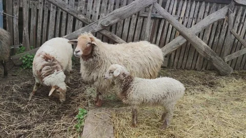 Fear The Lamb Stock Videos – Royalty-Free HD & 4K Videos
