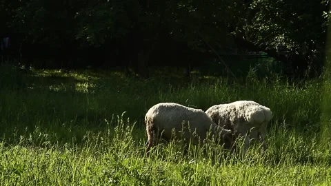 Sheeps Mating Stock Videos – Royalty-Free HD & 4K Videos | Pond5