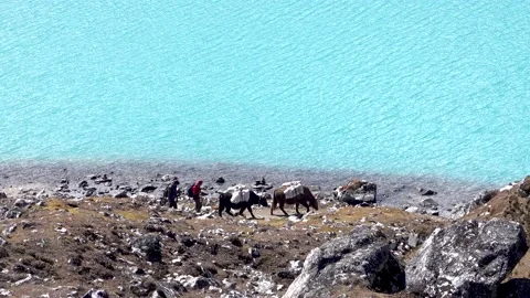 Two sherpa herding Yak and hikers walkin... | Stock Video | Pond5