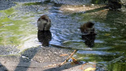 Two small birds wash themselves in a pud... | Stock Video | Pond5