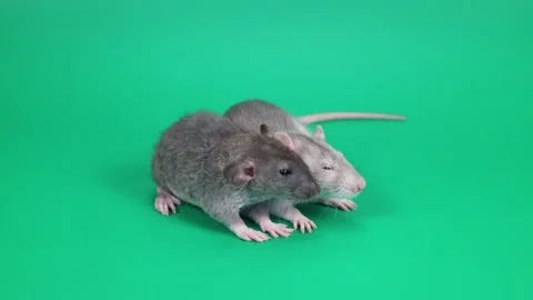 Стоков. Footage от Woodhunt | Официальный магазин Pond5