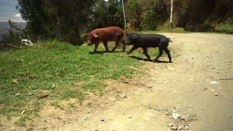 Pigs Running Stock Video Footage | Royalty Free Pigs Running Videos | Pond5