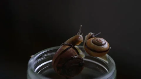 Two snails kissing. | Stock Video | Pond5