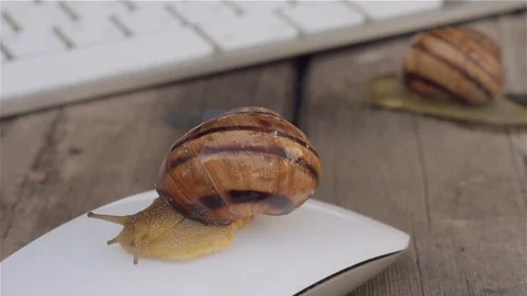 Mouse Crawling Stock Videos – Royalty-Free HD & 4K Videos | Page 3