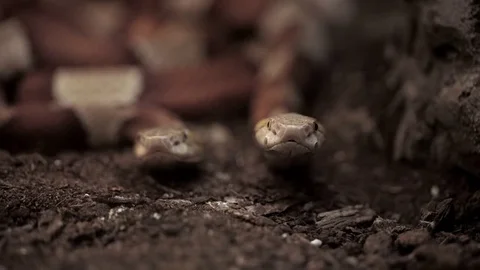 Two snakes with forked teeth sniffing ai... | Stock Video | Pond5