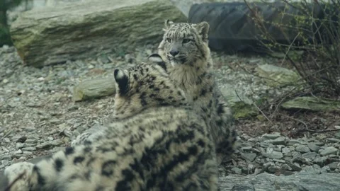 Two Snow Leopards resting in nature back... | Stock Video | Pond5
