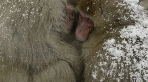 Two snow monkeys cuddling in the cold, J... | Stock Video | Pond5