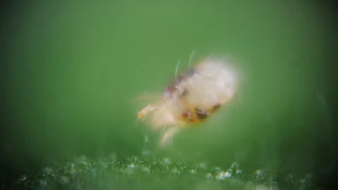 Two Spotted Spider Mite Under a Microsco... | Stock Video | Pond5
