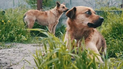 Two Stray Dogs Resting on the Ground and... | Stock Video | Pond5