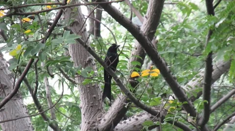 two tailed black bird | Stock Video | Pond5