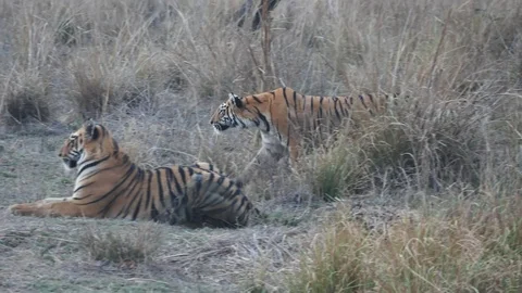 two tiger cubs hunting together at tadob... | Stock Video | Pond5