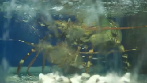 Tiger E Tank Stock Videos – Royalty-Free HD & 4K Videos | Pond5