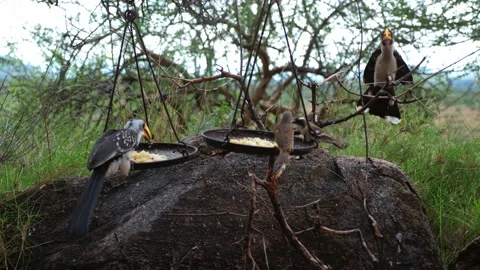 two toucans and a few sparrows feed on f... | Stock Video | Pond5
