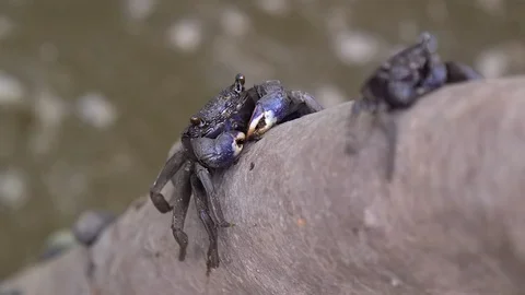 Two tree climbing crabs in Singapore wet... | Stock Video | Pond5