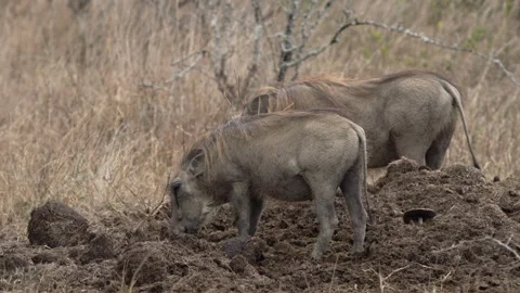 Rhino Pooping Stock Footage ~ Royalty Free Stock Videos | Pond5