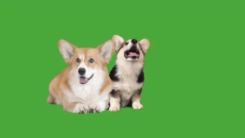 two welsh corgi on green screen | Stock Video | Pond5