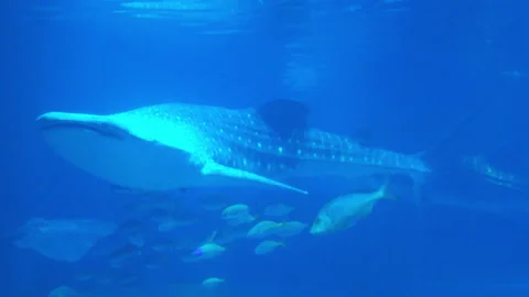 Two Sharks Swimming Stock Videos – Royalty-Free HD & 4K Videos | Page 3