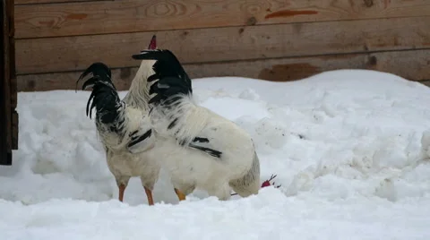 Snow White Russian Stock Videos – Royalty-Free HD & 4K Videos