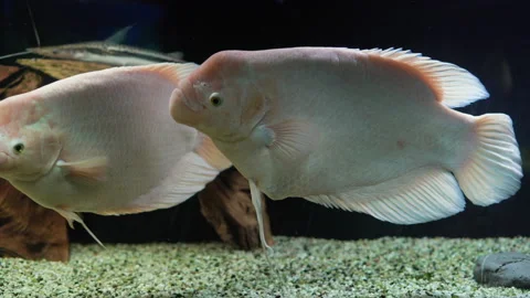 two white fish The real or giant gourami... | Stock Video | Pond5