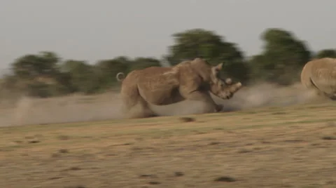 Two white rhinos chasing each other. | Stock Video | Pond5
