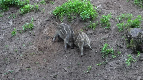 Two wild boar piglets are fighting and p... | Stock Video | Pond5