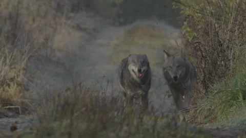Wolves Run Stock Video Footage | Royalty Free Wolves Run Videos | Pond5