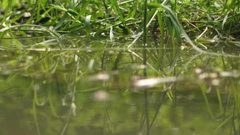 Two yellow-bellied toad floating in a po... | Stock Video | Pond5