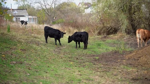 Little Angus Young Stock Footage ~ Royalty Free Stock Videos | Pond5