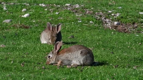 Common Rabbits Stock Footage ~ Royalty Free Stock Videos | Pond5