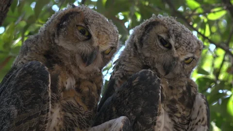 Follow Close Stock Videos – Royalty-Free HD & 4K Videos | Pond5