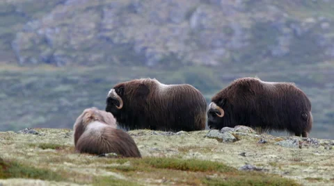Muskox Stock Video Footage | Royalty Free Muskox Videos | Pond5