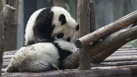 Two young Panda cub playing together in ... | Stock Video | Pond5