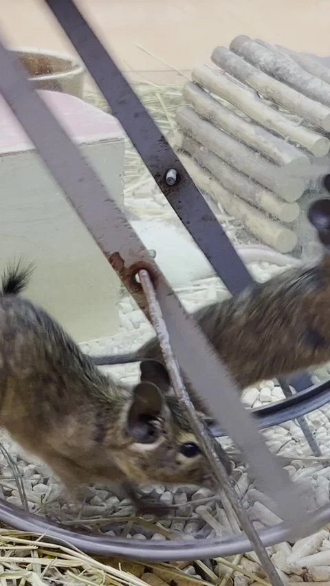 Rats Stock Video Footage | Royalty Free Rats Videos | Page 2