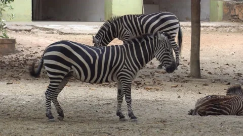 Two Zebra Is Standing And Third Is Resti... | Stock Video | Pond5