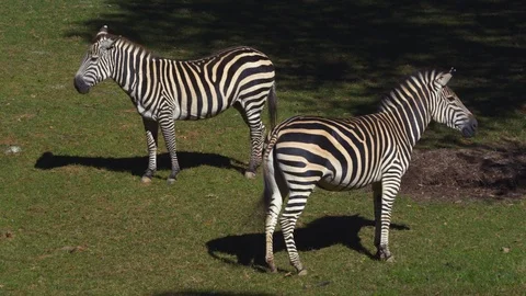Two zebra standing on field at zoo | Stock Video | Pond5