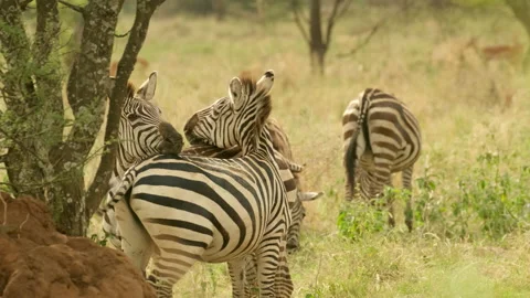 Zebras Mating Stock Video Footage | Royalty Free Zebras Mating Videos ...