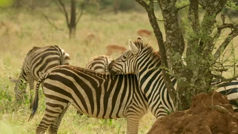 Zebras Mating Stock Video Footage | Royalty Free Zebras Mating Videos ...