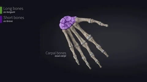 Types Of Bones Stock Videos – Royalty-Free HD & 4K Videos | Pond5