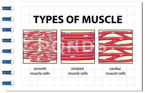 Types of muscle cell diagram ~ Clip Art #147301415